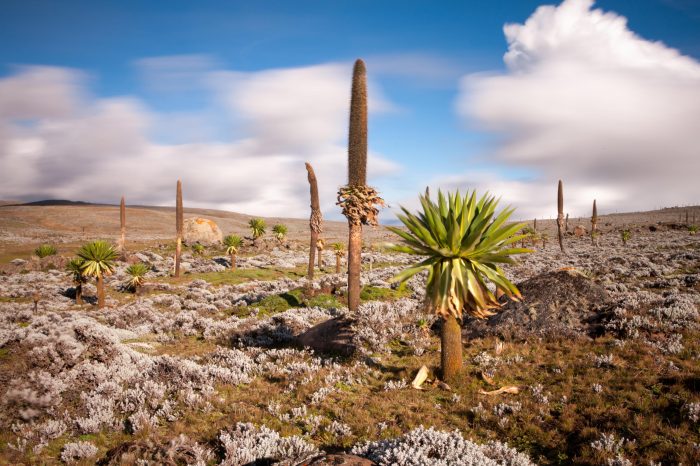 Bale Mountains National park - Best Bale Mountains Tour Operator